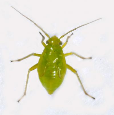 The Unintended Consequences of [IMAGE] | EurekAlert! Science News Releases