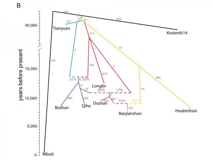 Phylogenetic tree of early Asi [IMAGE] | EurekAlert! Science News Releases