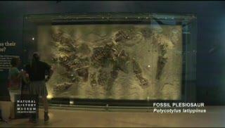 Plesiosaurs Birthed Live Young, May Have Care | EurekAlert!