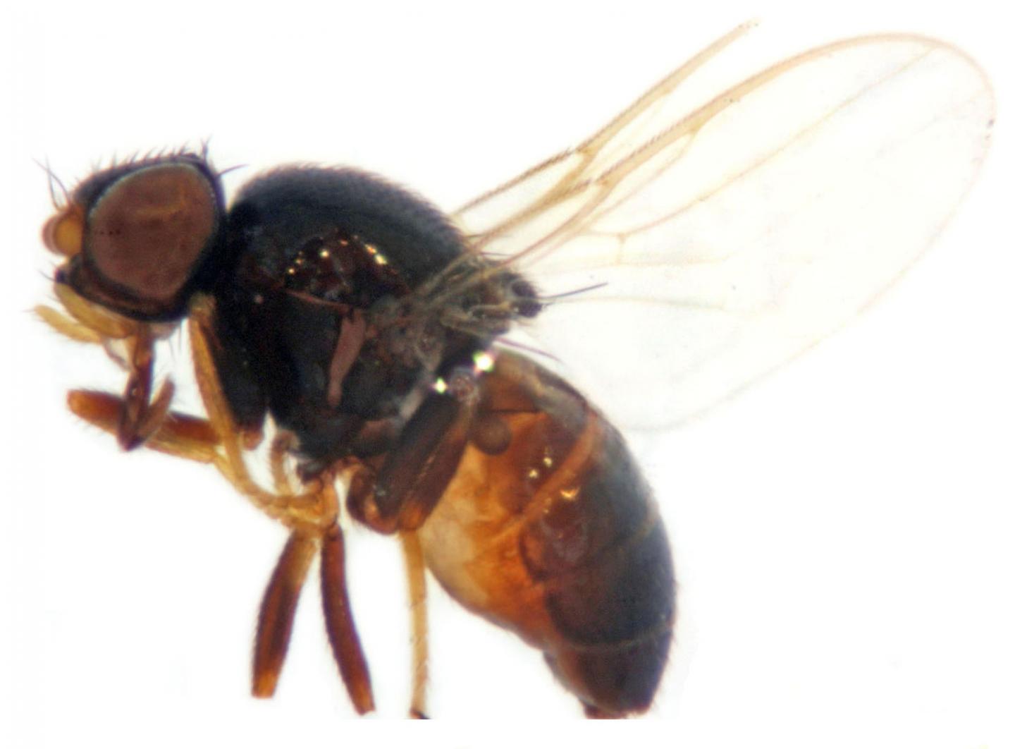 The Oriental eye fly that transmits conjuncti | EurekAlert!