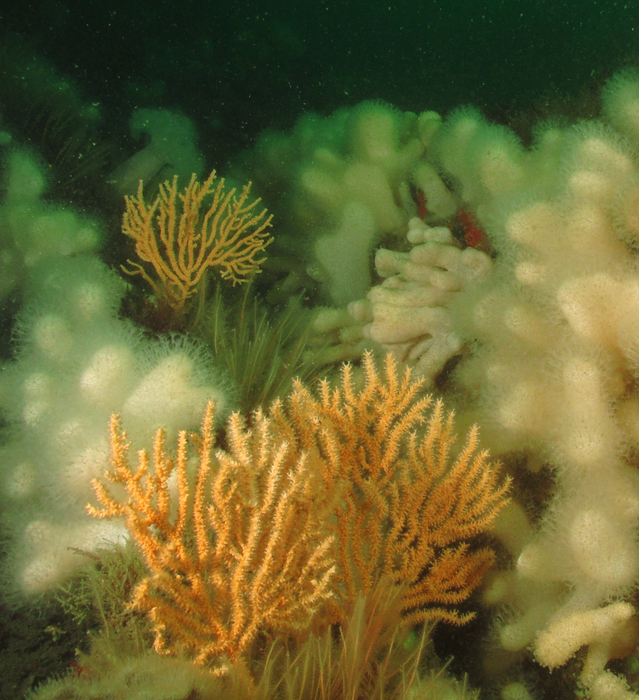 Pink sea fans [IMAGE] | EurekAlert! Science News Releases