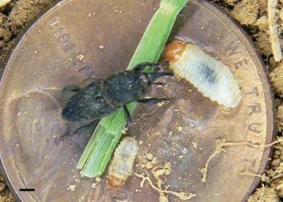 Integrated pest management for billbugs in or | EurekAlert!