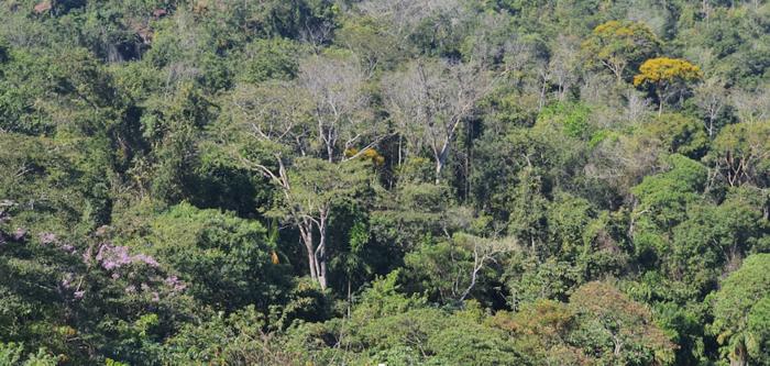 Brazilian forest [IMAGE] | EurekAlert! Science News Releases
