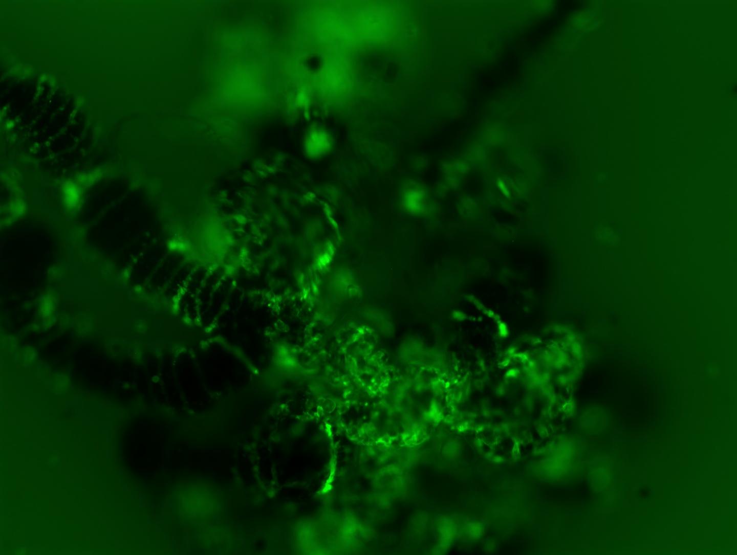 Langat Virus Fnfection in the [IMAGE] | EurekAlert! Science News Releases