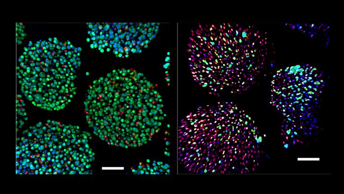 Cells in experiment [IMAGE] | EurekAlert! Science News Releases