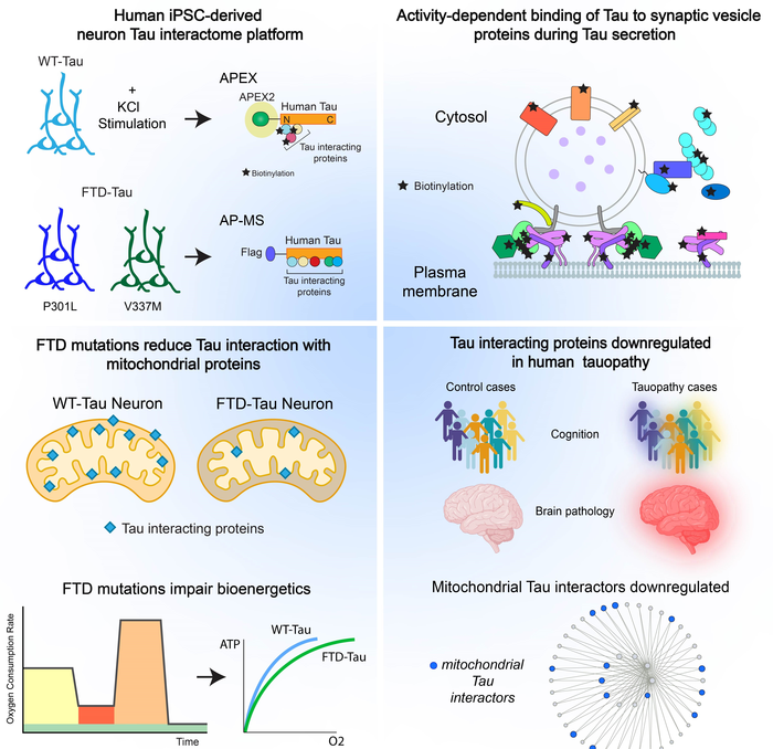 New findings for the function of tau in neuro | EurekAlert!