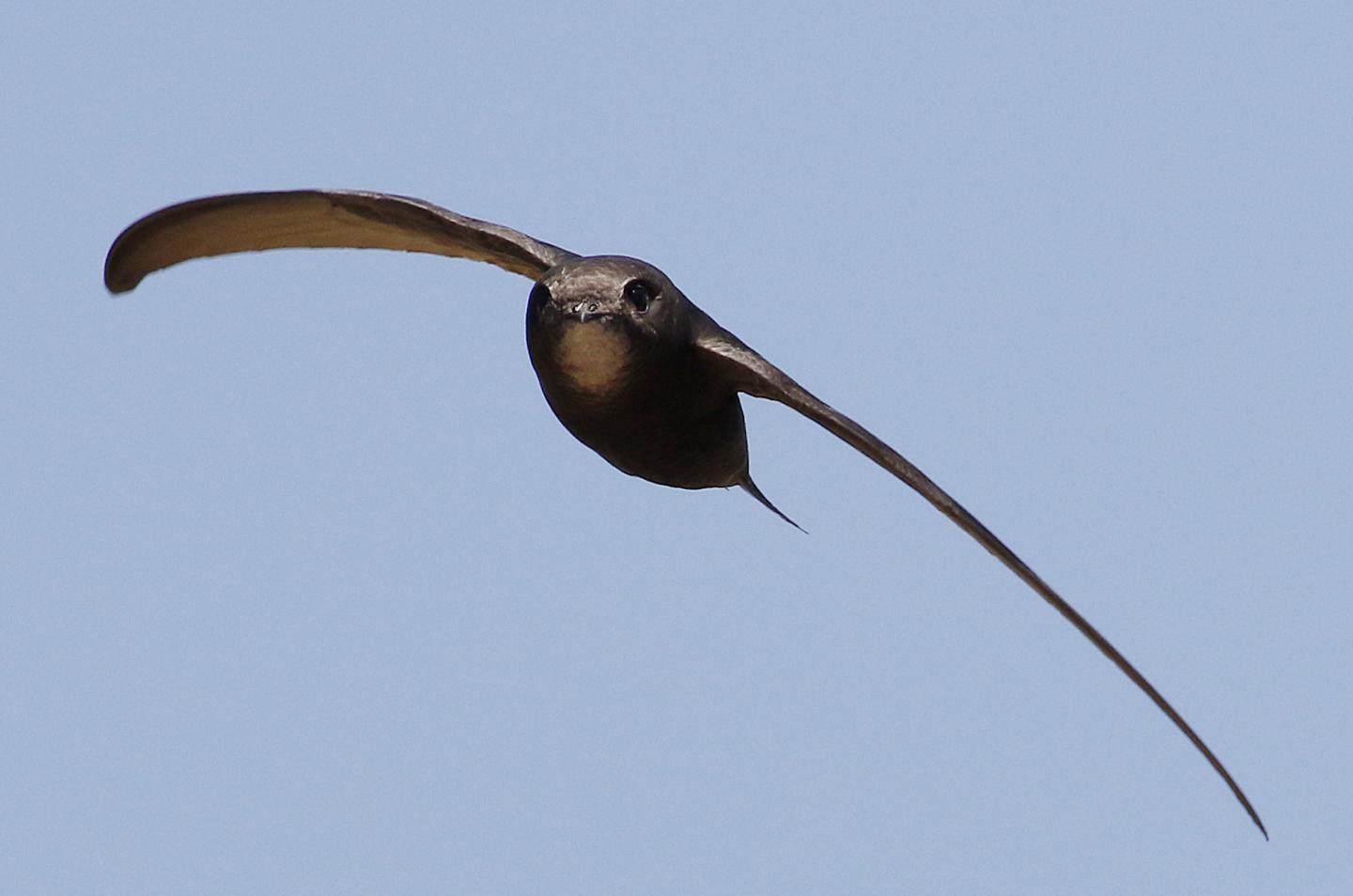 Common Swift in Flight [IMAGE] | EurekAlert! Science News Releases