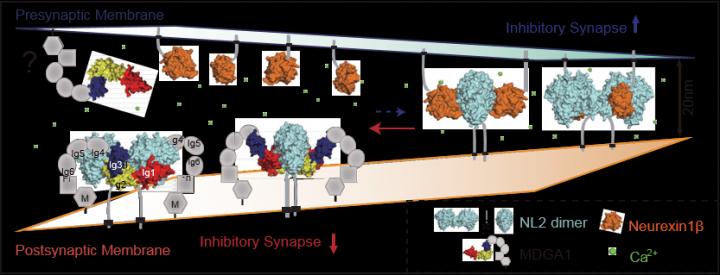 Mechanism of Inhibitory Synaps [IMAGE] | EurekAlert! Science News Releases