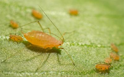 Asexual Female Adult Pea Aphid [IMAGE] | EurekAlert! Science News Releases