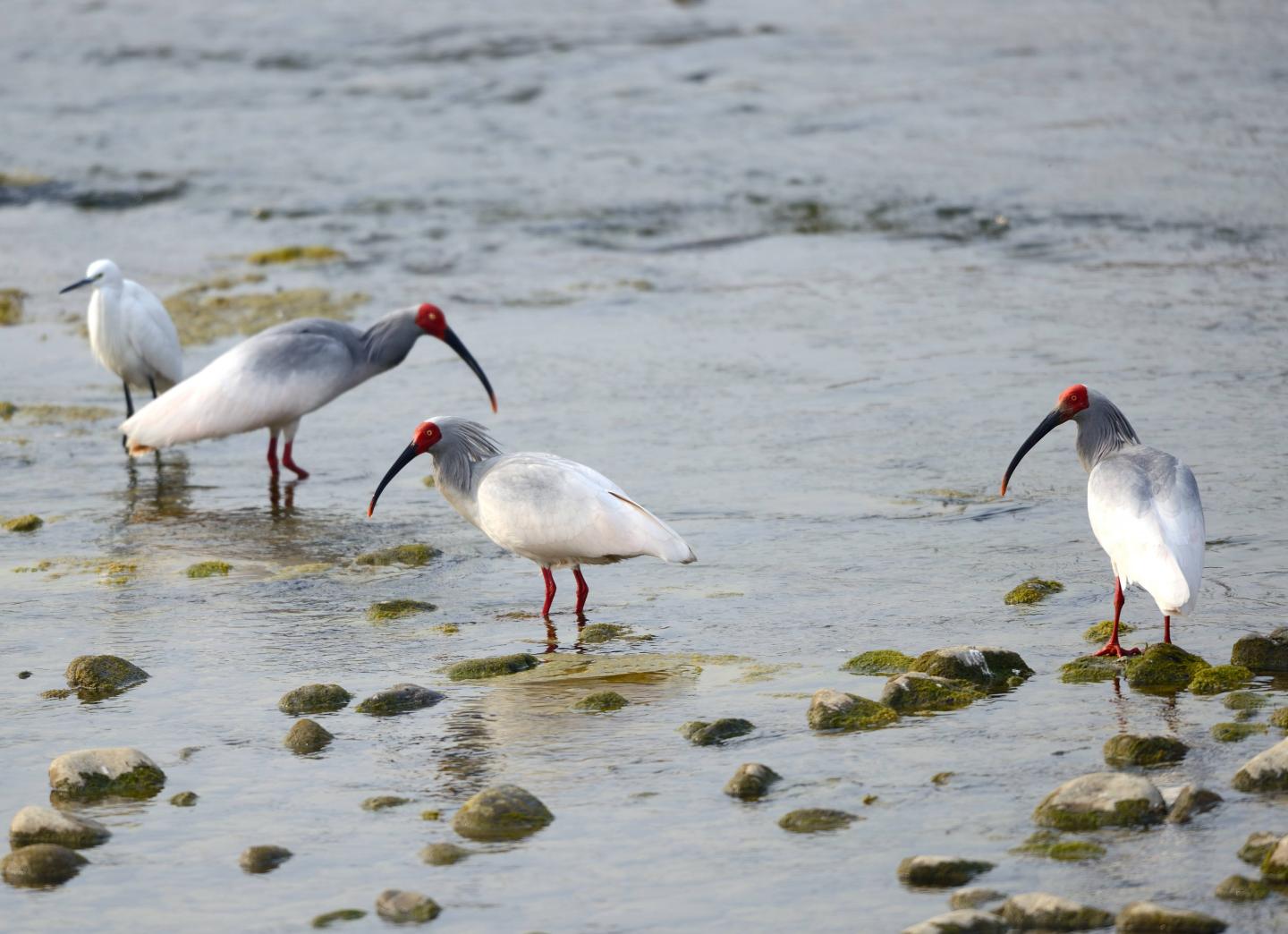 Endangered ibises benefit from joining egret | EurekAlert!
