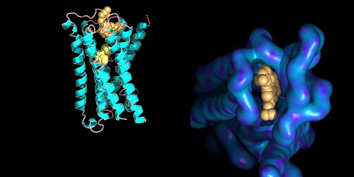 Protein-metabolite Interaction [IMAGE] | EurekAlert! Science News Releases