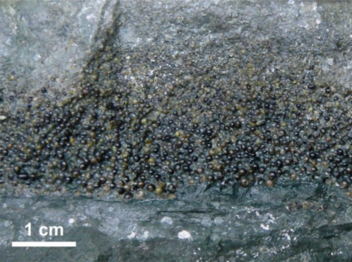 Spherules [IMAGE] | EurekAlert! Science News Releases