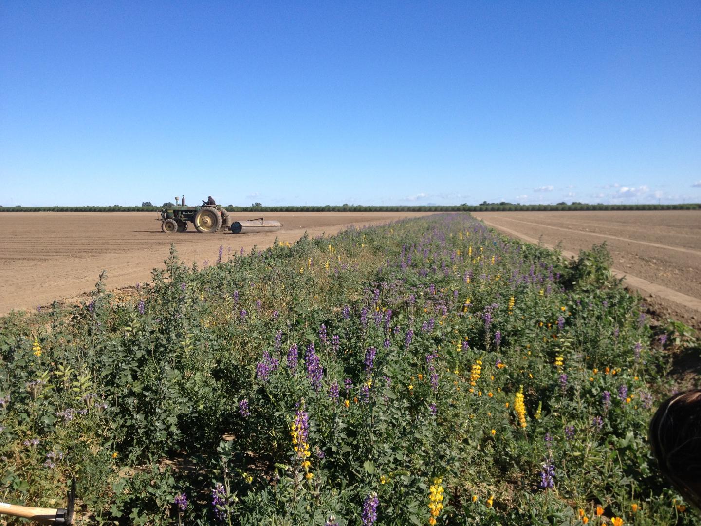 Wild Bee Habitat in Field [IMAGE] | EurekAlert! Science News Releases