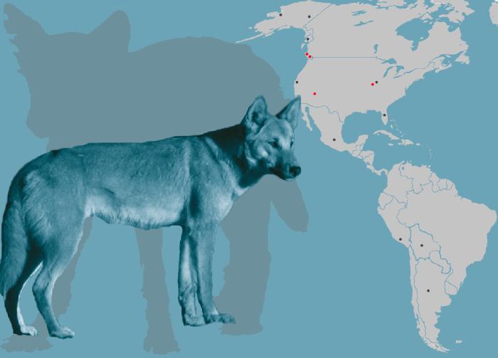 Study of ancient dogs in the Americas yields | EurekAlert!