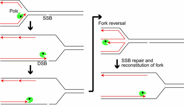 Mechanism behind DNA repair vi [IMAGE] | EurekAlert! Science News Releases