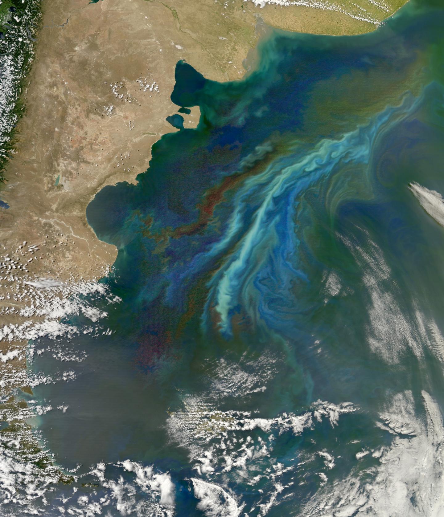 Plankton Colonies Collide [IMAGE] | EurekAlert! Science News Releases