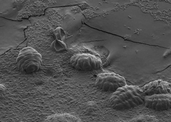 SEM of Six Tardigrades [IMAGE] | EurekAlert! Science News Releases