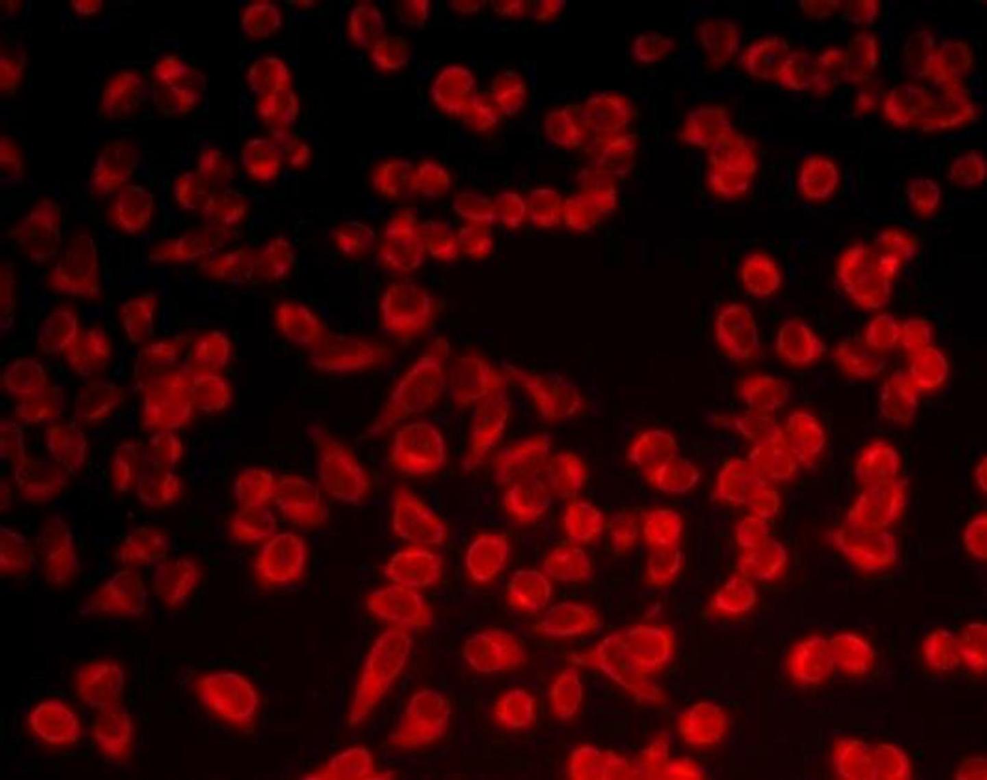 Hydrogen Sulfide [IMAGE] | EurekAlert! Science News Releases