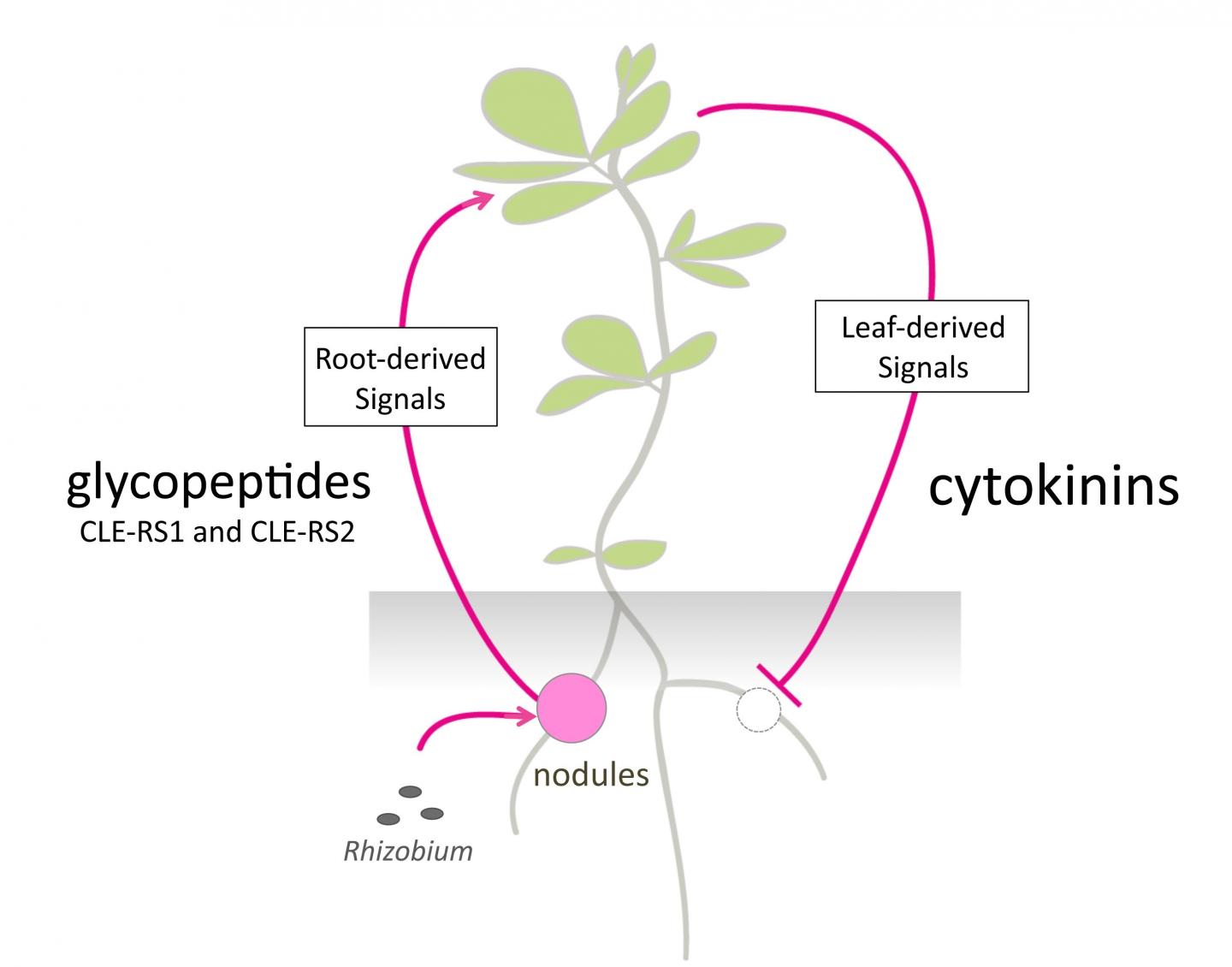 Plant Hormones [IMAGE] | EurekAlert! Science News Releases