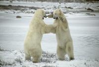 Want to save polar bears? Follow the ice | EurekAlert!