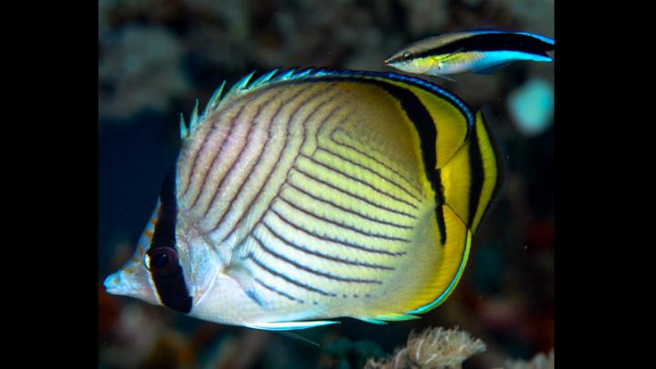 Butterflyfish [IMAGE] | EurekAlert! Science News Releases