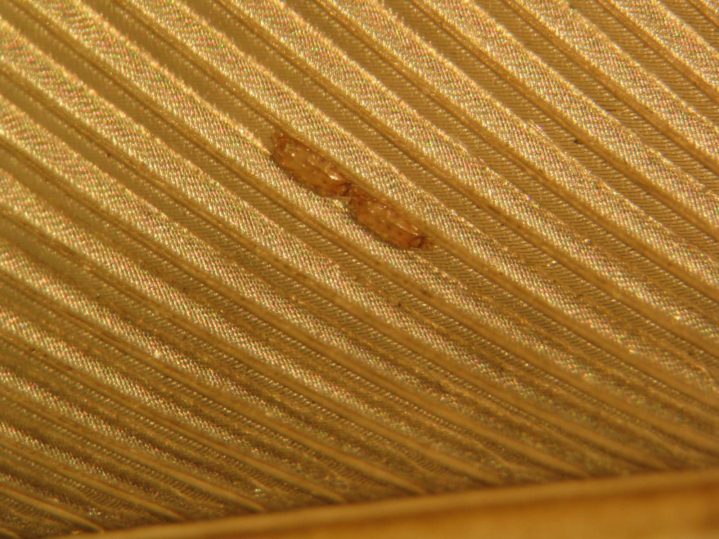 Feather mites may help clean birds' plumage, | EurekAlert!