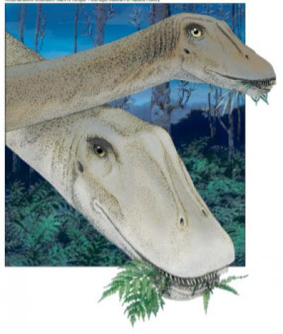 Diplodocus carnegii [IMAGE] | EurekAlert! Science News Releases