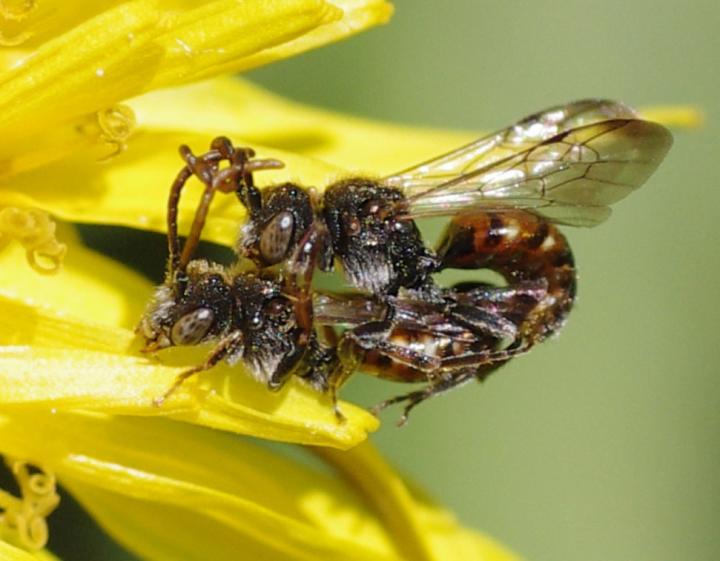 Insertion Phase of Copulation [IMAGE] | EurekAlert! Science News Releases