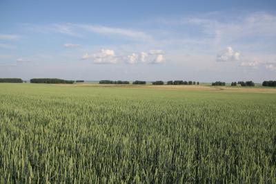 Putting the 'Green' Back in Europe's Farming | EurekAlert!