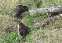Beavers can help ease drought | EurekAlert!