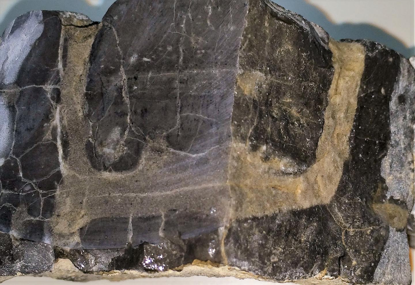 Cross Section of a Burrow [IMAGE] | EurekAlert! Science News Releases