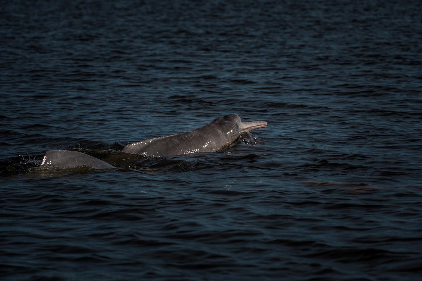 COLOMBIA : Orinoco River River [IMAGE] | EurekAlert! Science News Releases