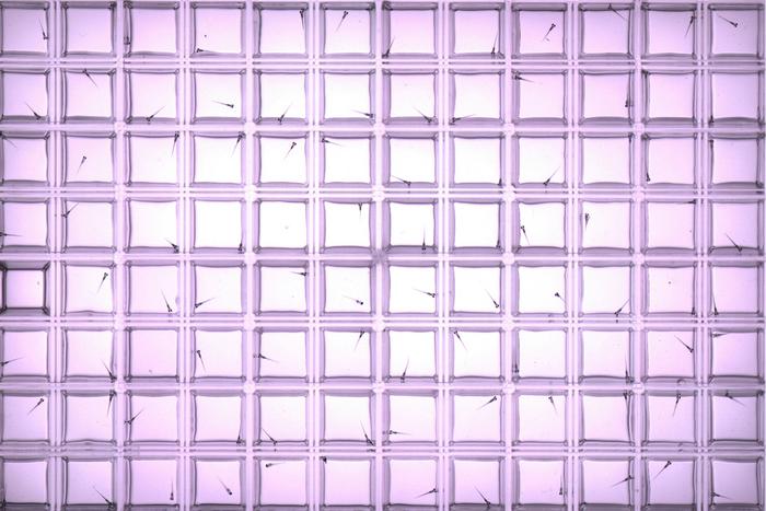 experimental plate [IMAGE] | EurekAlert! Science News Releases