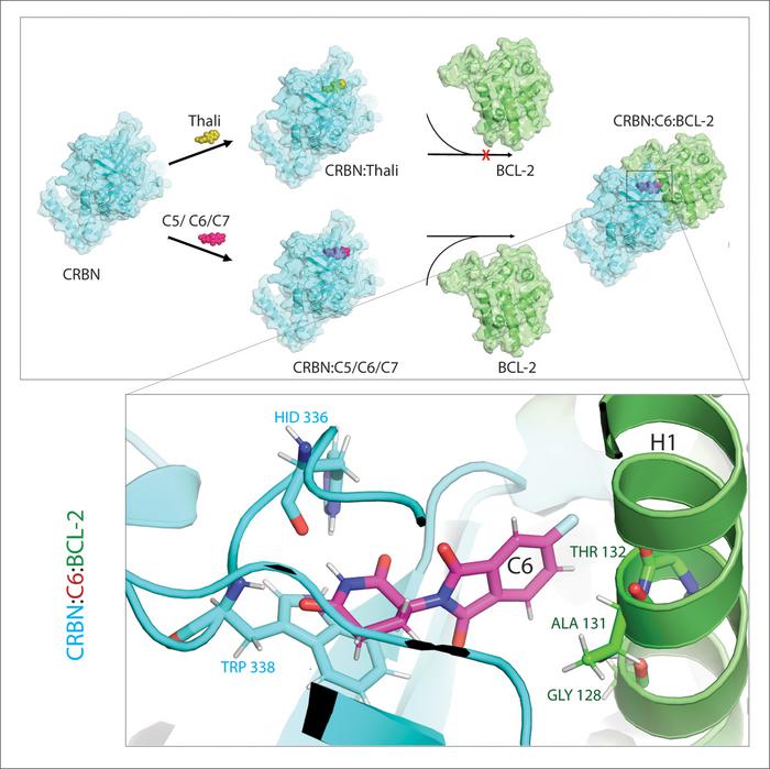 Derivatives of the thalidomide compound drive | EurekAlert!
