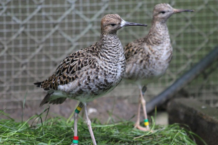 Ruff females [IMAGE] | EurekAlert! Science News Releases