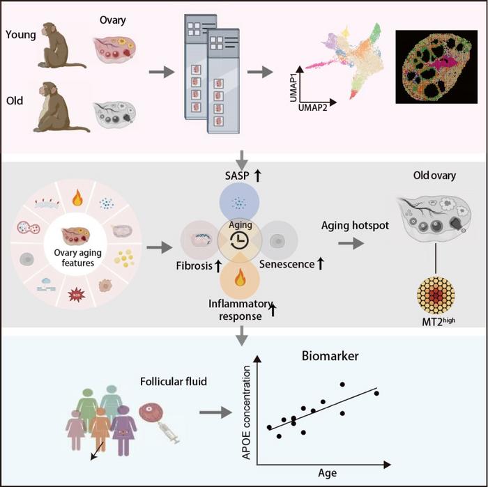 The cellular and molecular alt [IMAGE] | EurekAlert! Science News Releases