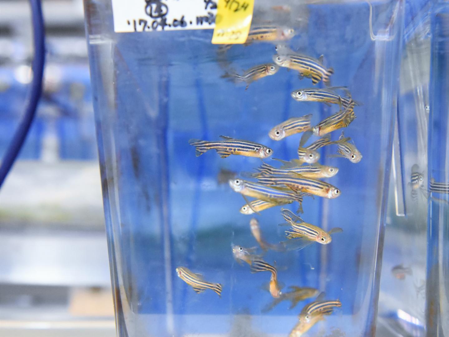 Swimming Zebrafish [IMAGE] | EurekAlert! Science News Releases