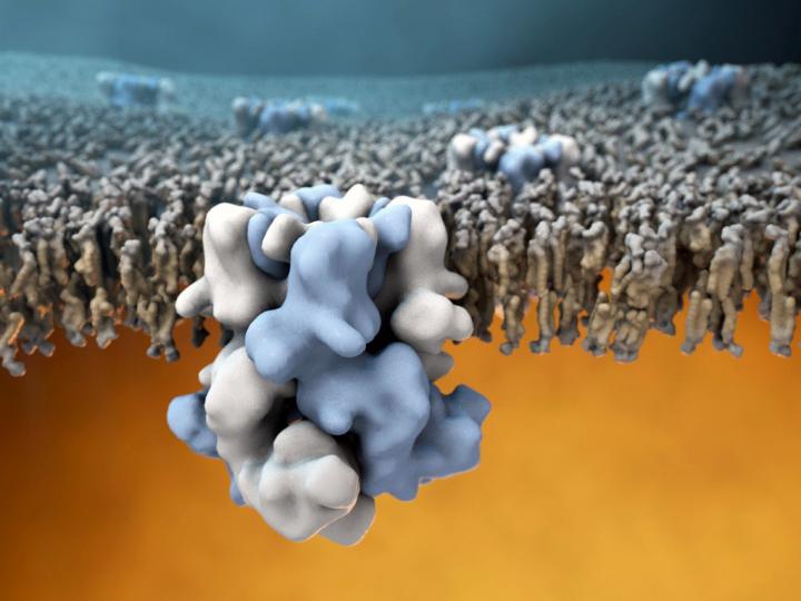 TRPM8 Structure [IMAGE] | EurekAlert! Science News Releases