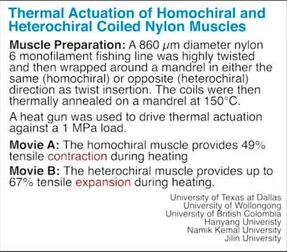 Spinning Yarn Into Muscles (4 of 16) | EurekAlert!