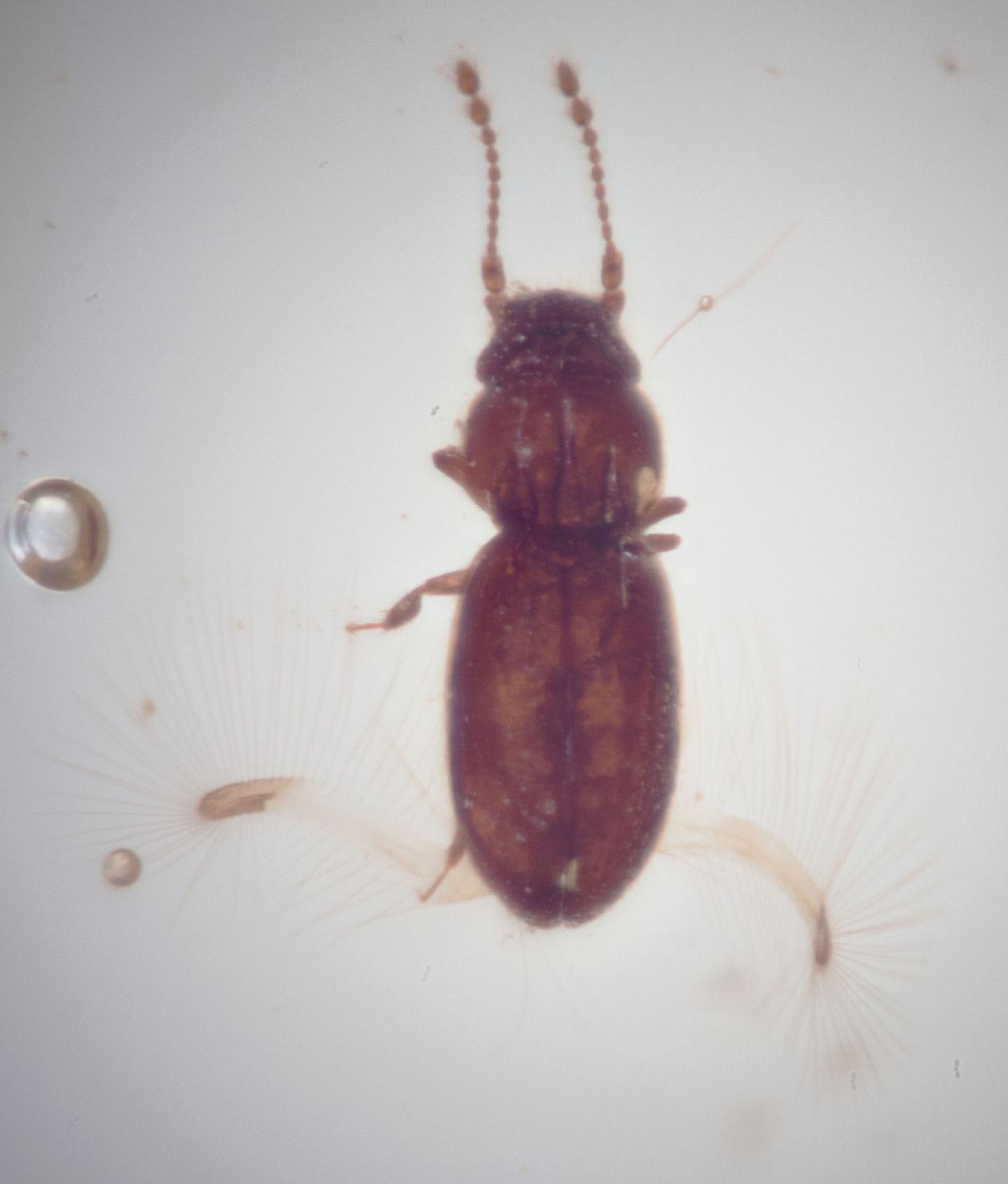 Featherwing Beetle [IMAGE] | EurekAlert! Science News Releases