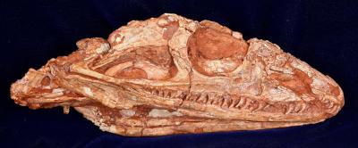 Ancient meat-loving predators survived for 35 | EurekAlert!