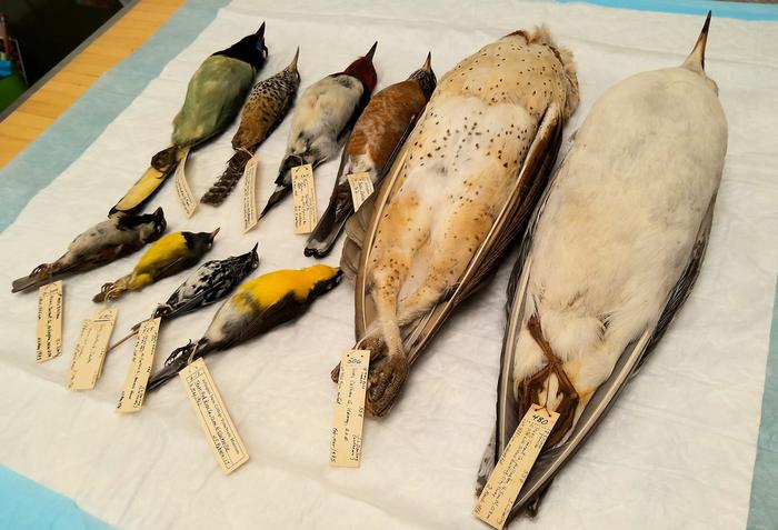 Bird specimens from the UTA co [IMAGE] | EurekAlert! Science News Releases