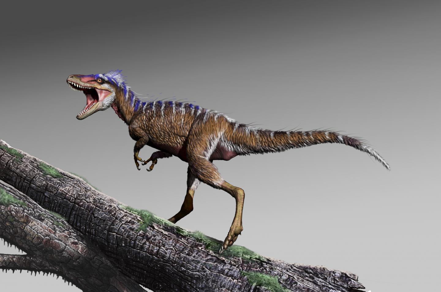 New species of tiny tyrannosaur foreshadows r | EurekAlert!