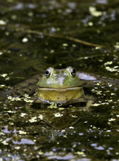 American Bullfrog [IMAGE] | EurekAlert! Science News Releases