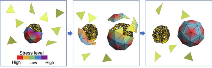 Capsid formation [IMAGE] | EurekAlert! Science News Releases