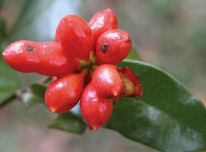 Monanthotaxis komorensis