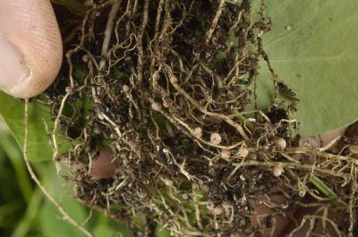 Pea Nodules [IMAGE] | EurekAlert! Science News Releases