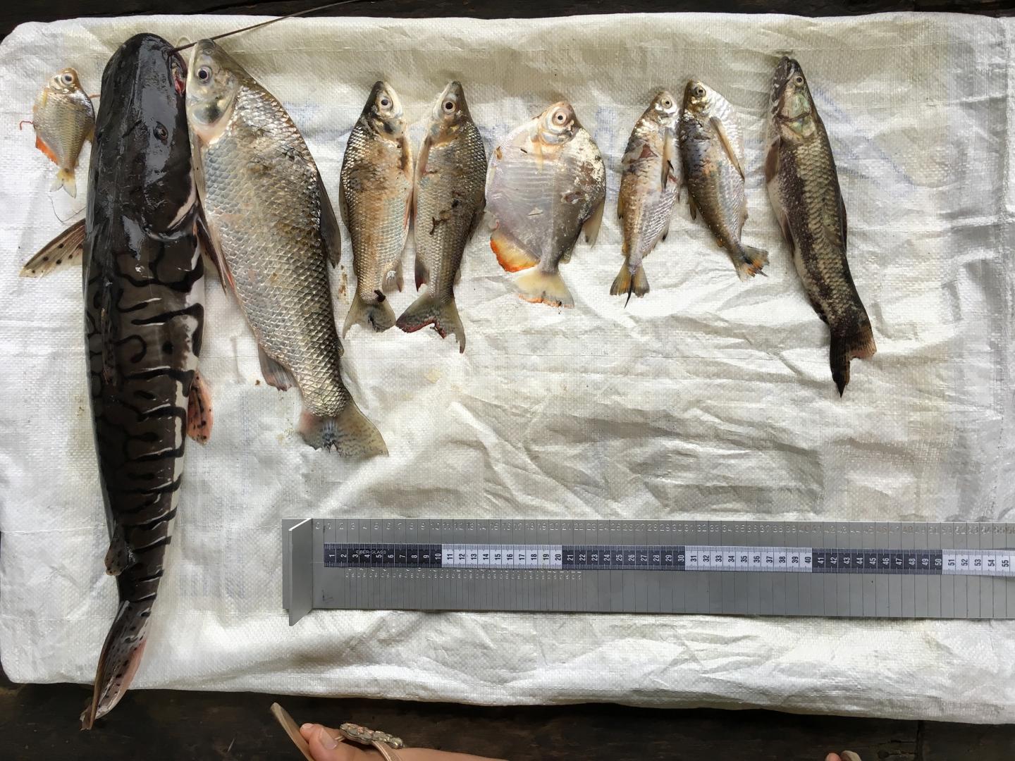 The Influence of Hydropower Dams on River Con | EurekAlert!