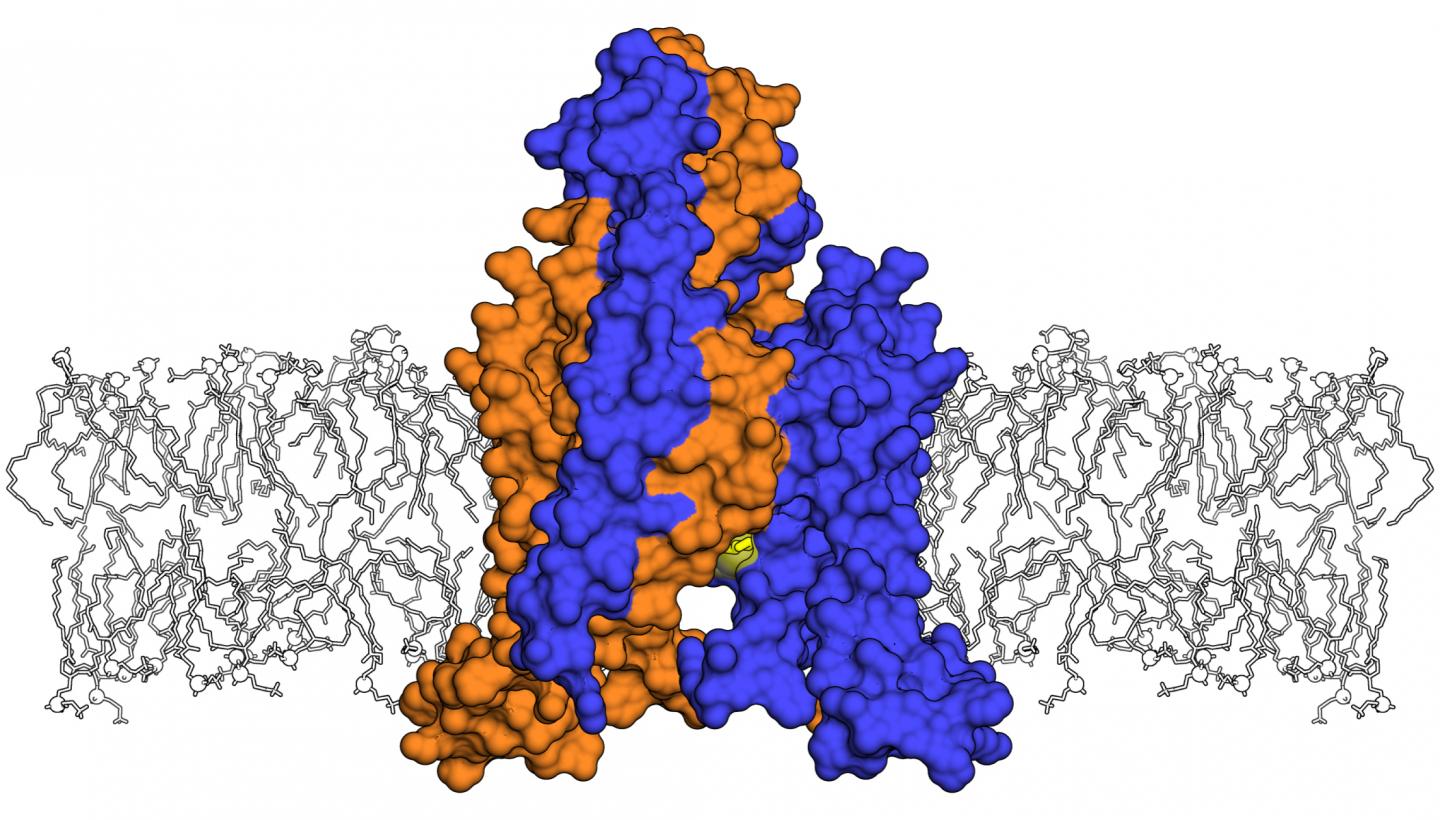 Atomic-level view provides new insight into t | EurekAlert!