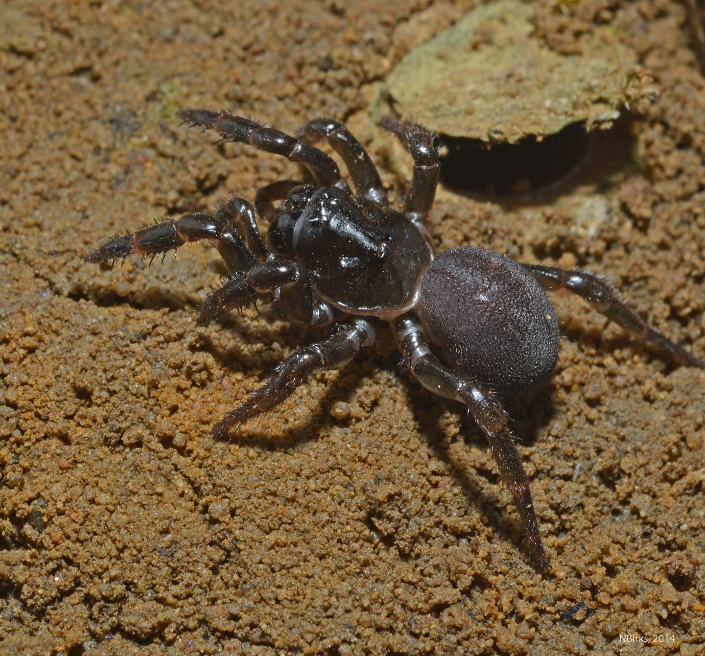 Trapdoor Spider [IMAGE] | EurekAlert! Science News Releases